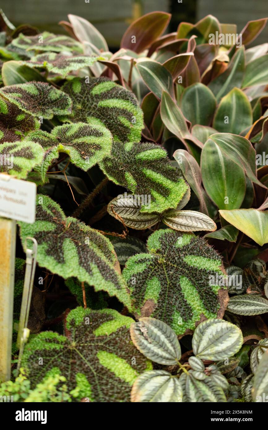 Saint, Gallen, Switzerland, February 10, 2024 Begonia Masoniana or iron ...