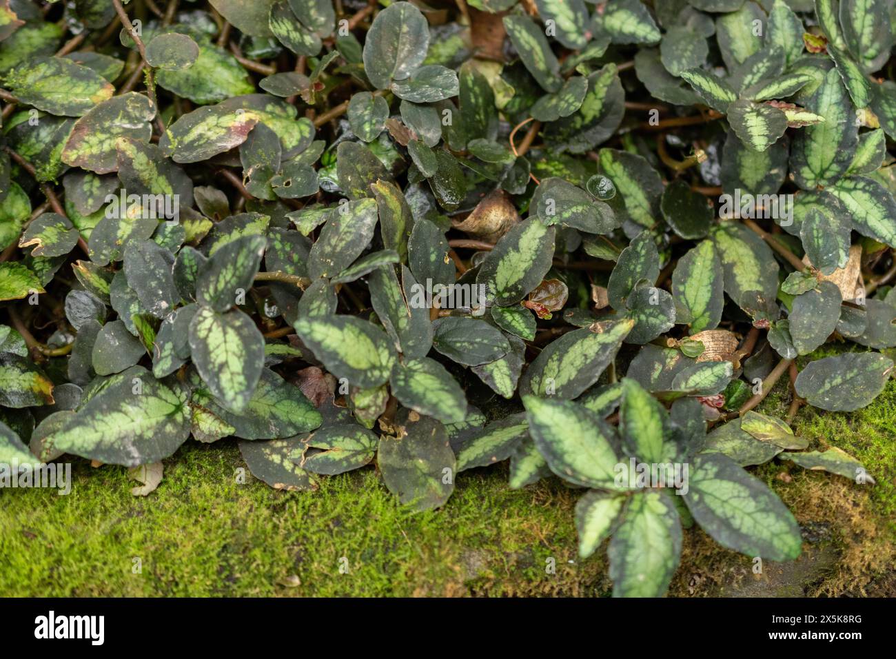 Saint, Gallen, Switzerland, February 10, 2024 Pellionia Repens or ...