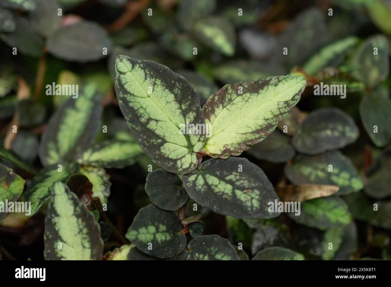 Saint, Gallen, Switzerland, February 10, 2024 Pellionia Repens or ...