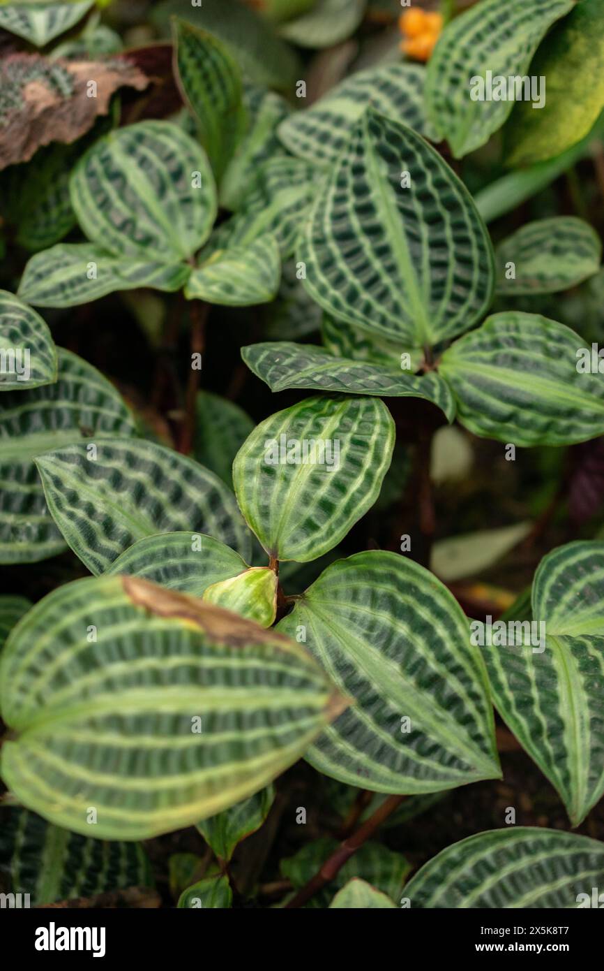 Saint, Gallen, Switzerland, February 10, 2024 Geogenanthus Poeppigii or ...