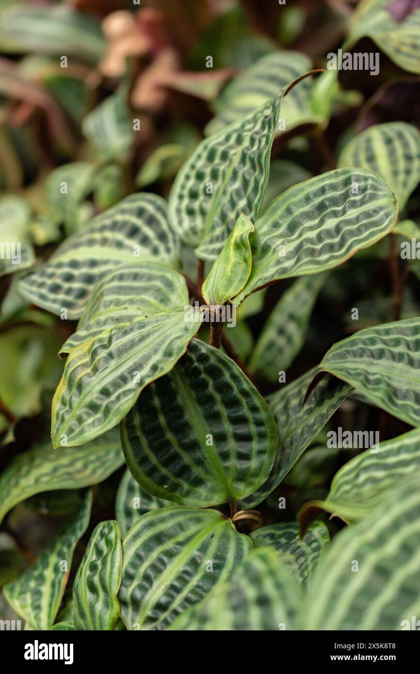 Saint, Gallen, Switzerland, February 10, 2024 Geogenanthus Poeppigii or ...