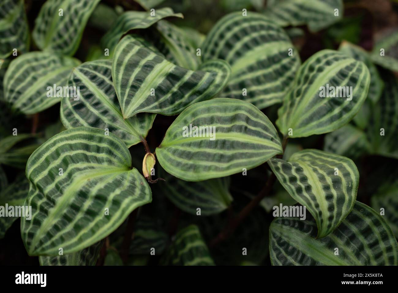 Saint, Gallen, Switzerland, February 10, 2024 Geogenanthus Poeppigii or ...