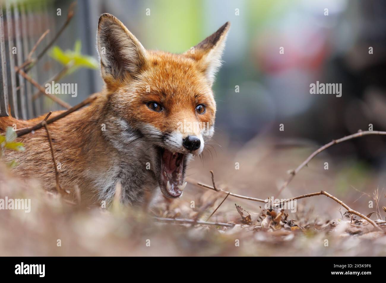 Urban species hi-res stock photography and images - Alamy