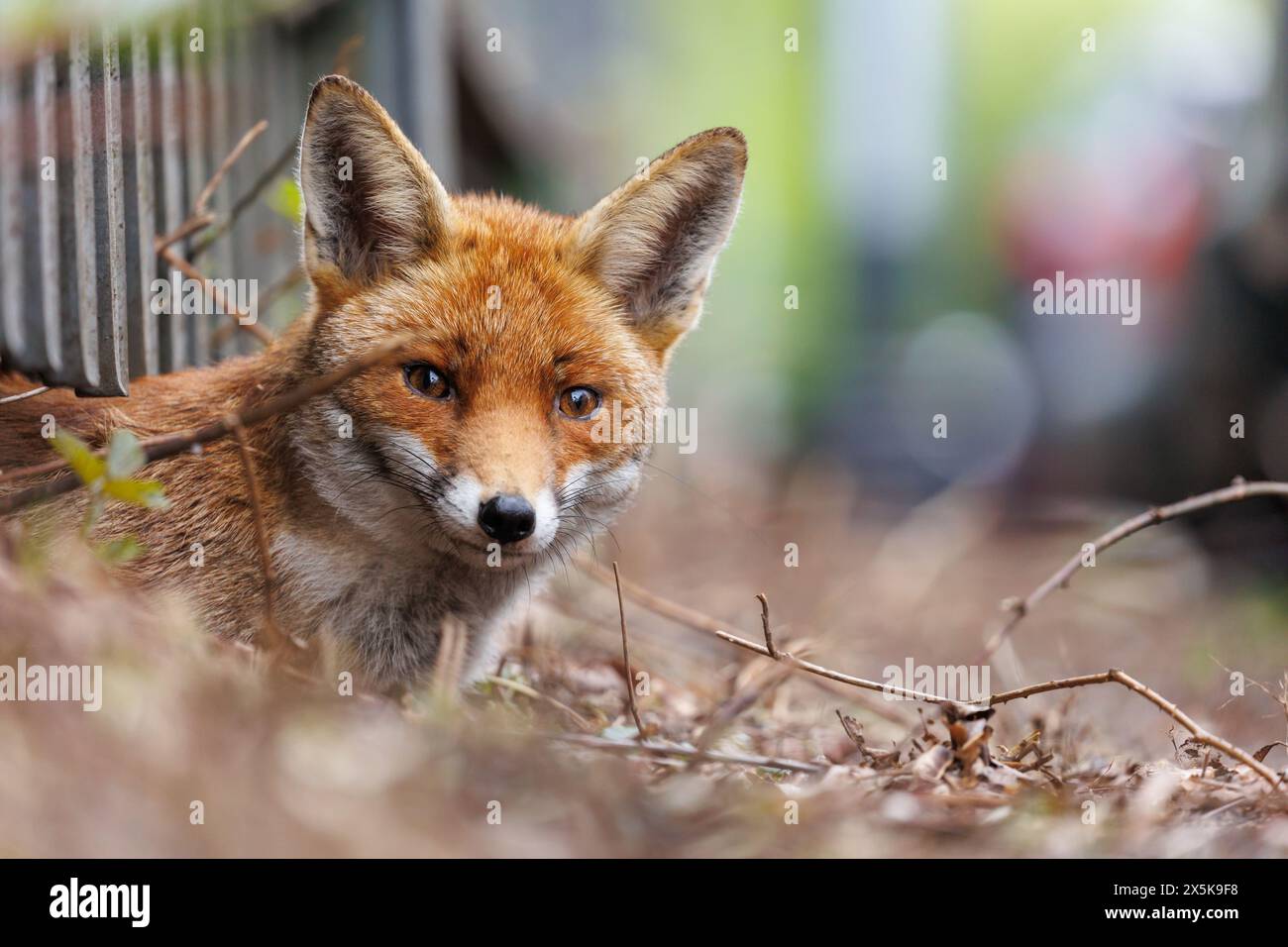 Fox species hi-res stock photography and images - Alamy