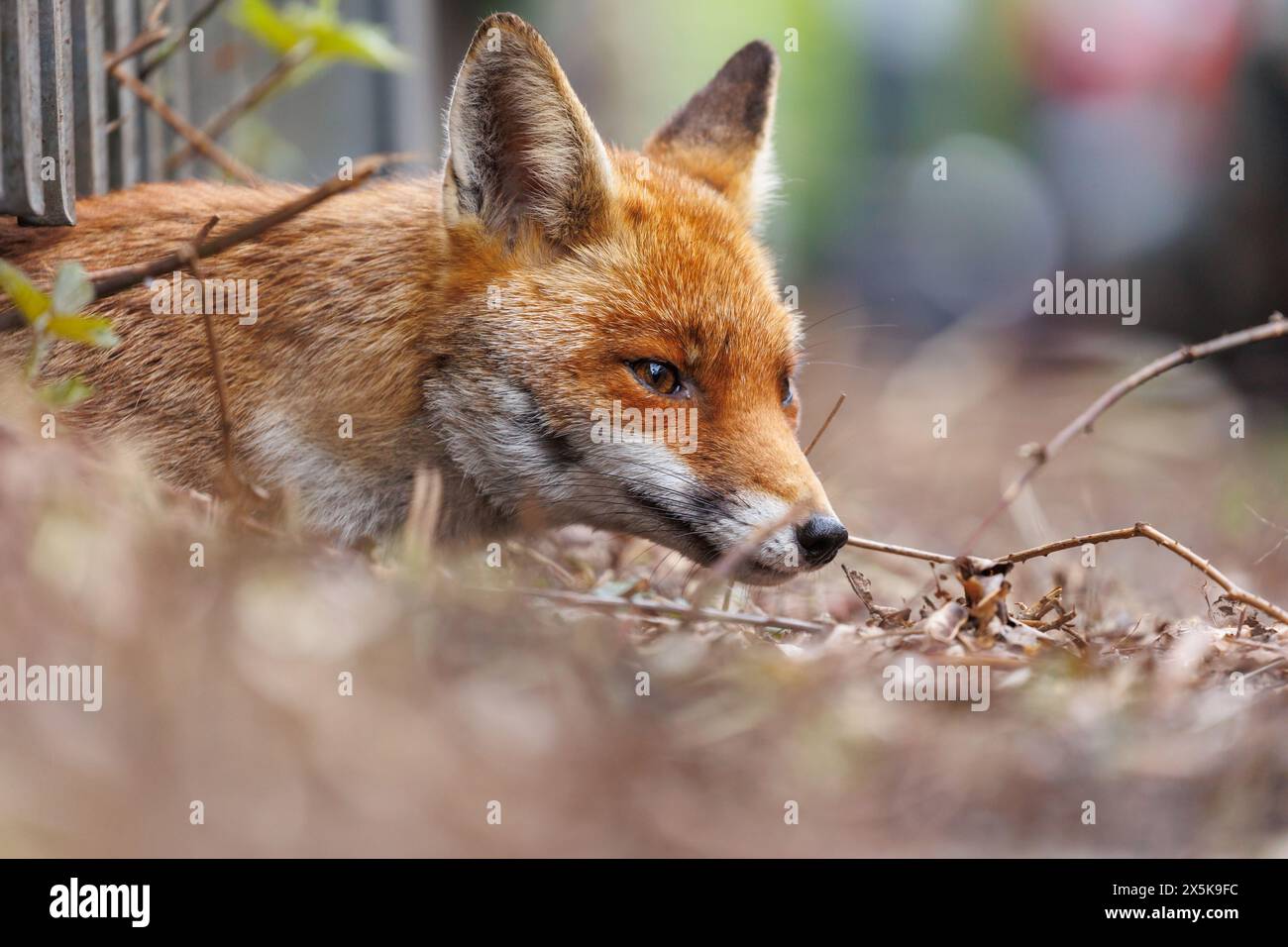 Wildlife suburban setting hi-res stock photography and images - Alamy