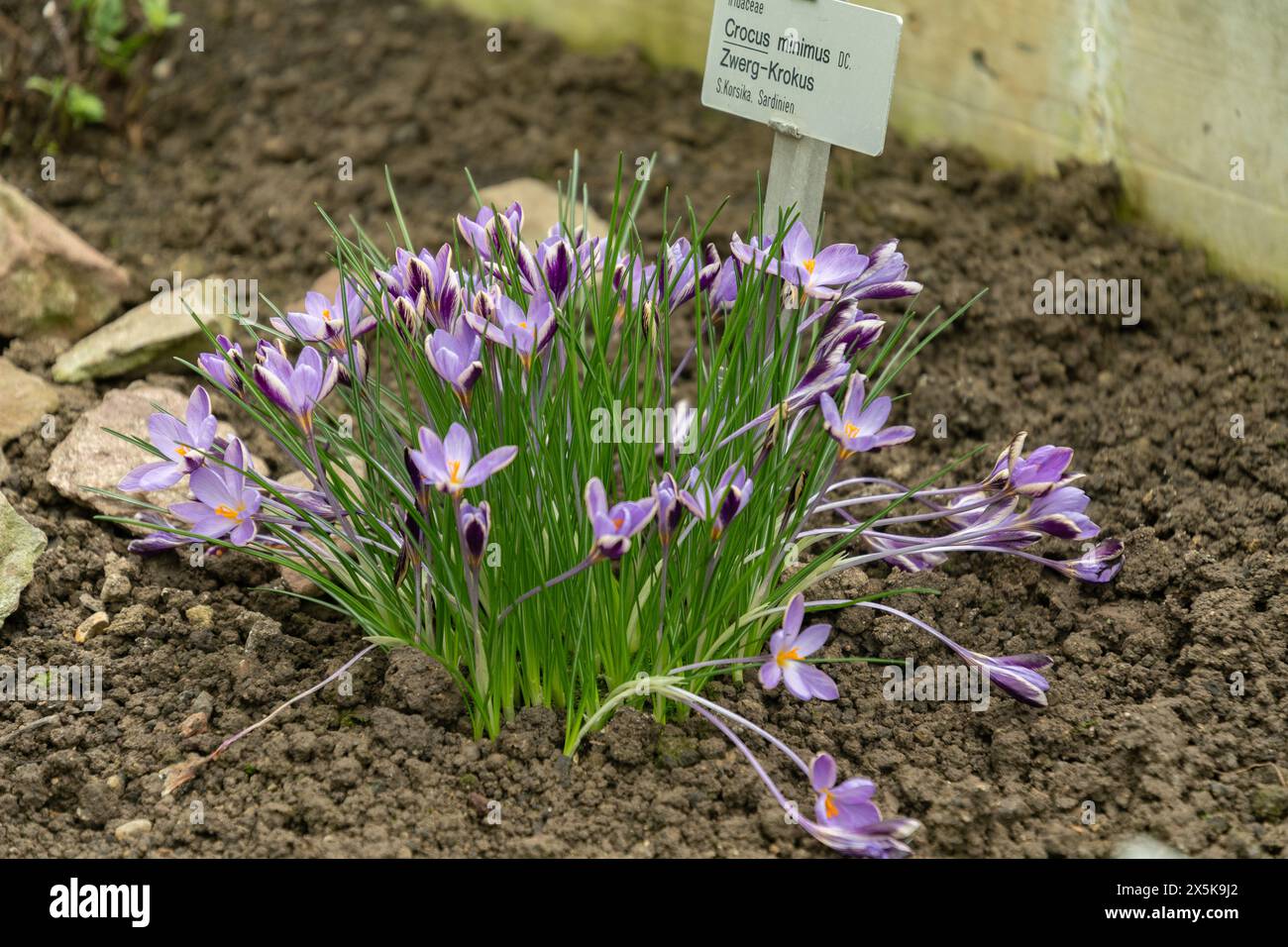 Saint Gallen, Switzerland, March 2, 2024 Crocus Minimus flowers at the ...
