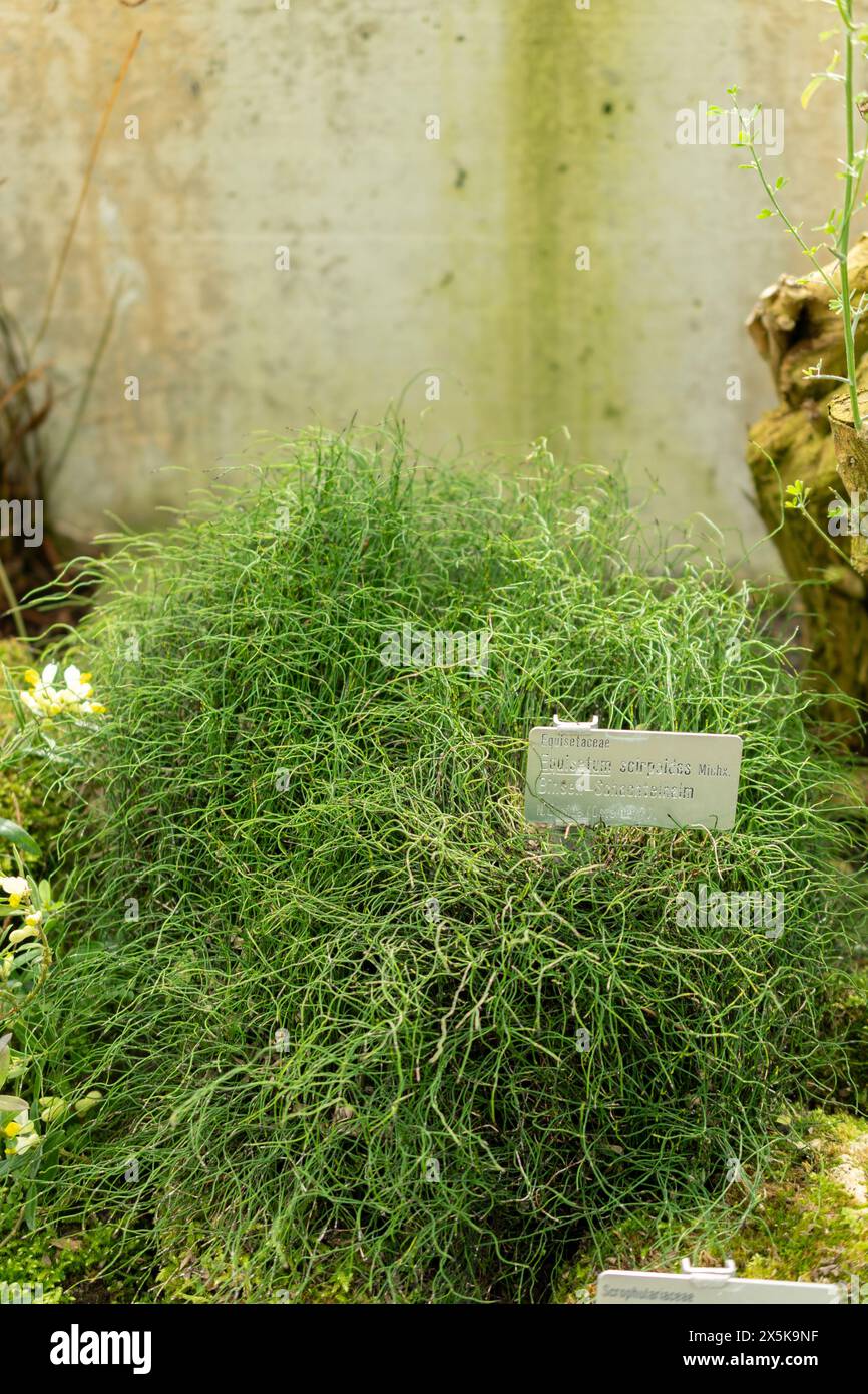 Saint Gallen, Switzerland, March 2, 2024 Equisetum Scirpoides or dwarf ...