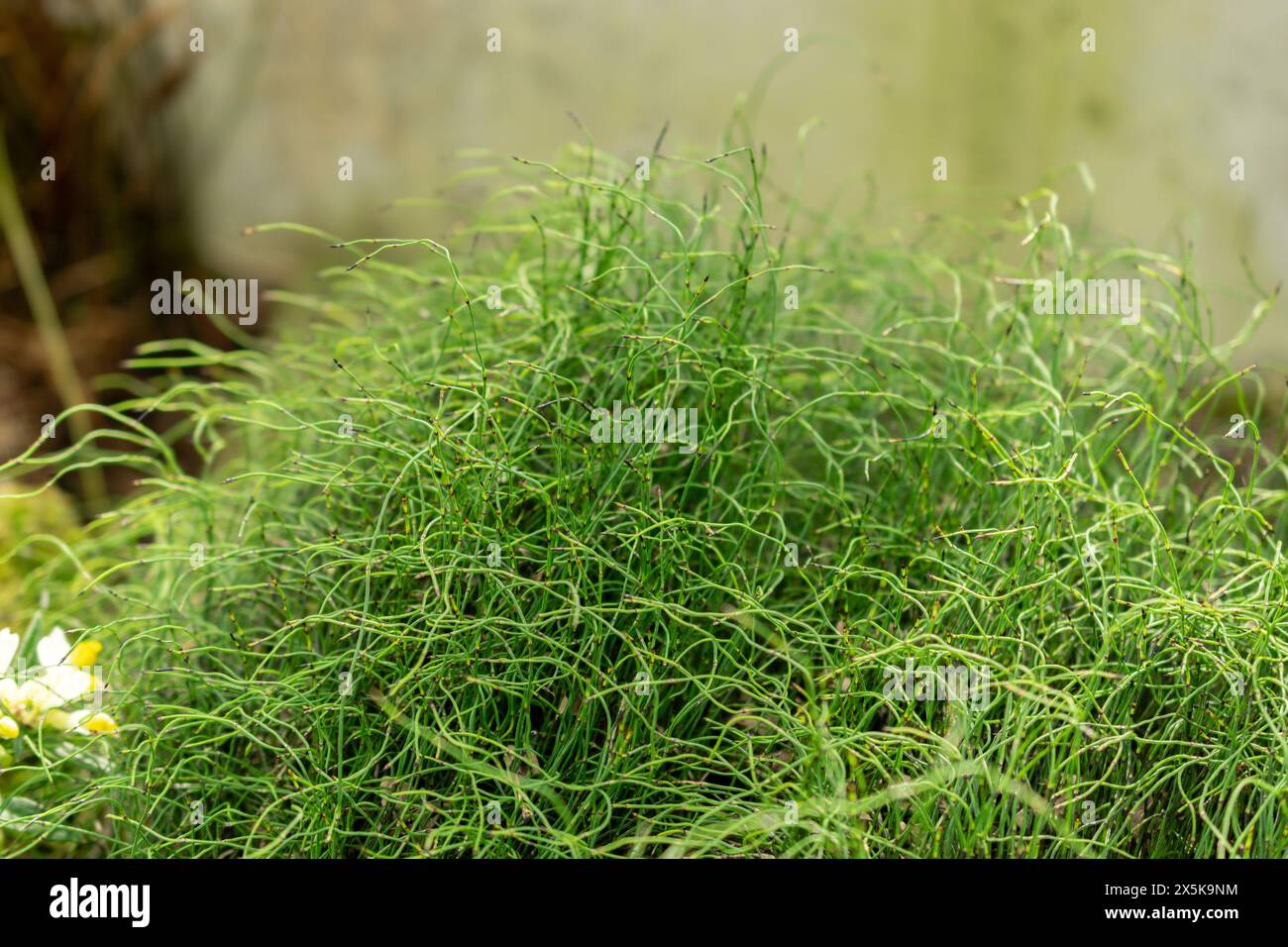Saint Gallen, Switzerland, March 2, 2024 Equisetum Scirpoides or dwarf ...