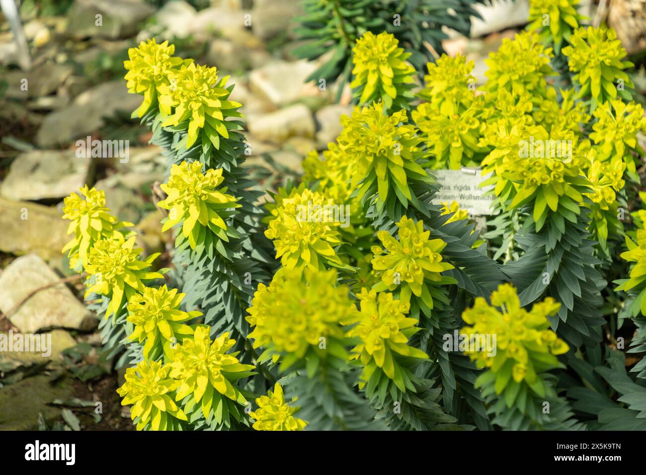 Saint Gallen, Switzerland, March 2, 2024 Euphorbia Rigida or gopher ...