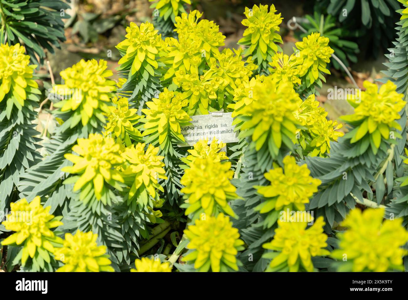Saint Gallen, Switzerland, March 2, 2024 Euphorbia Rigida or gopher ...