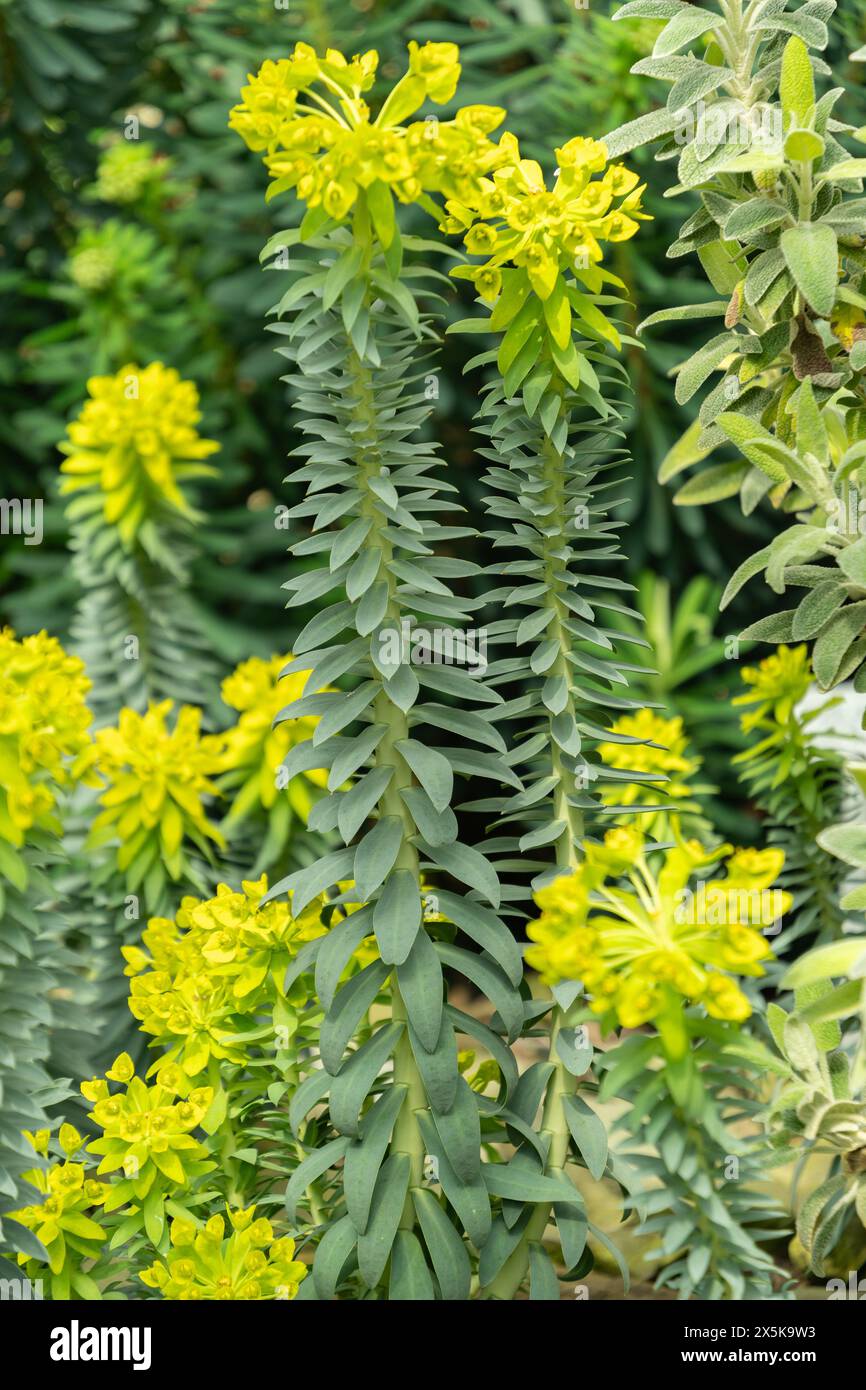 Saint Gallen, Switzerland, March 2, 2024 Euphorbia Rigida or gopher ...