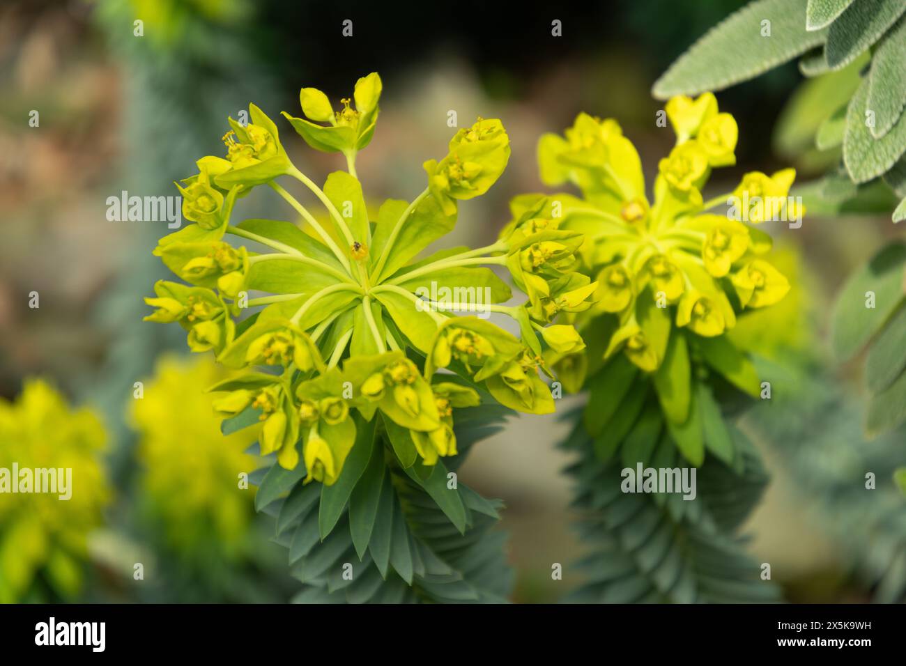Saint Gallen, Switzerland, March 2, 2024 Euphorbia Rigida or gopher ...