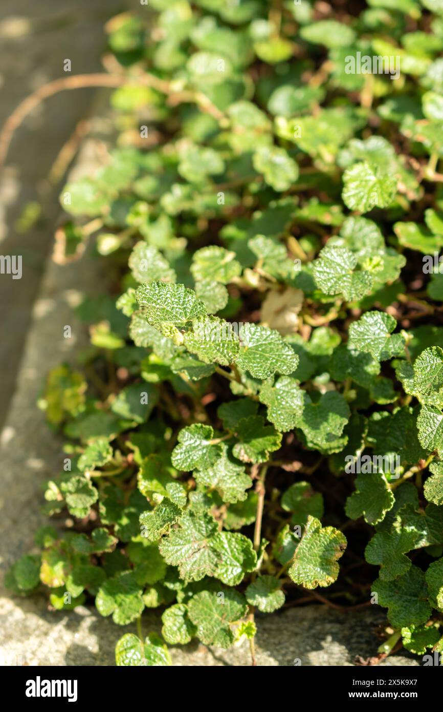 Rubus calycinoides hi-res stock photography and images - Alamy