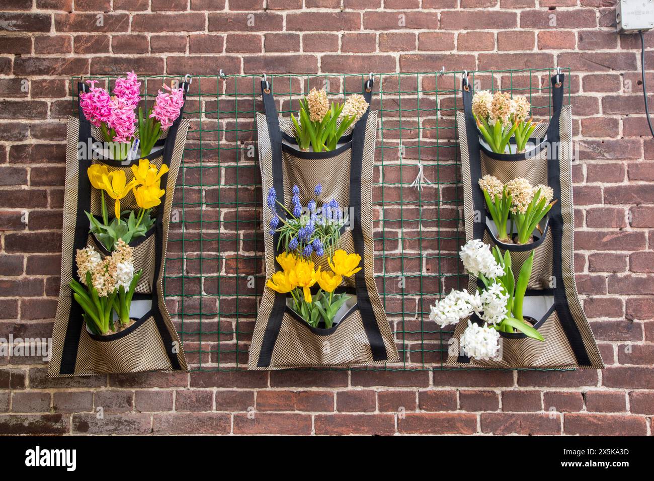 Spring flowers in vertical hanging baskets on a brick wall in the town ...