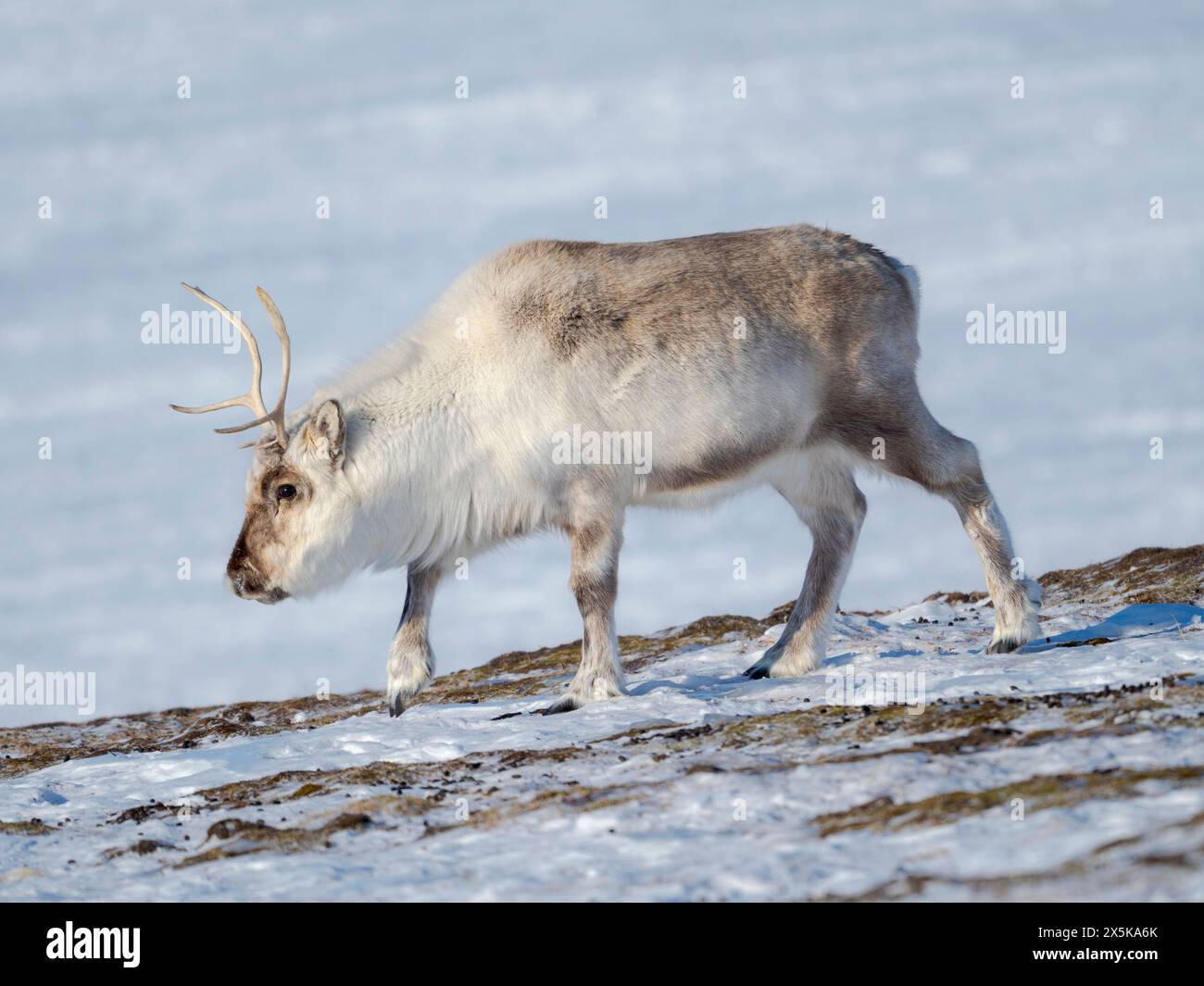 Female Svalbard Reindeer in Van Mijenfjorden National Park, an endemic ...