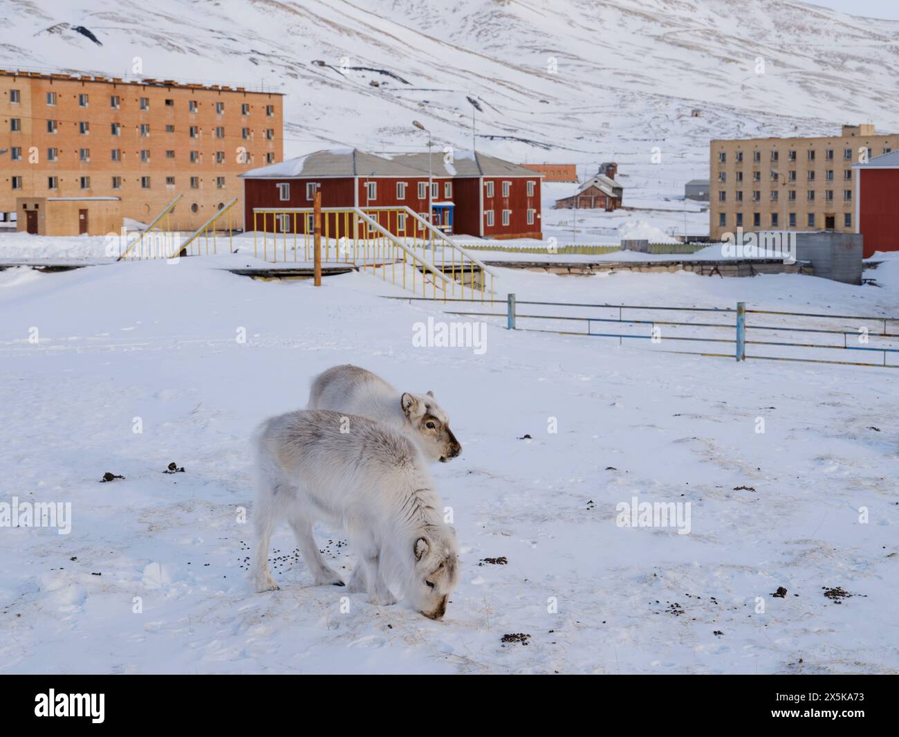 Svalbard Reindeer in Pyramiden, an endemic subspecies of reindeer ...