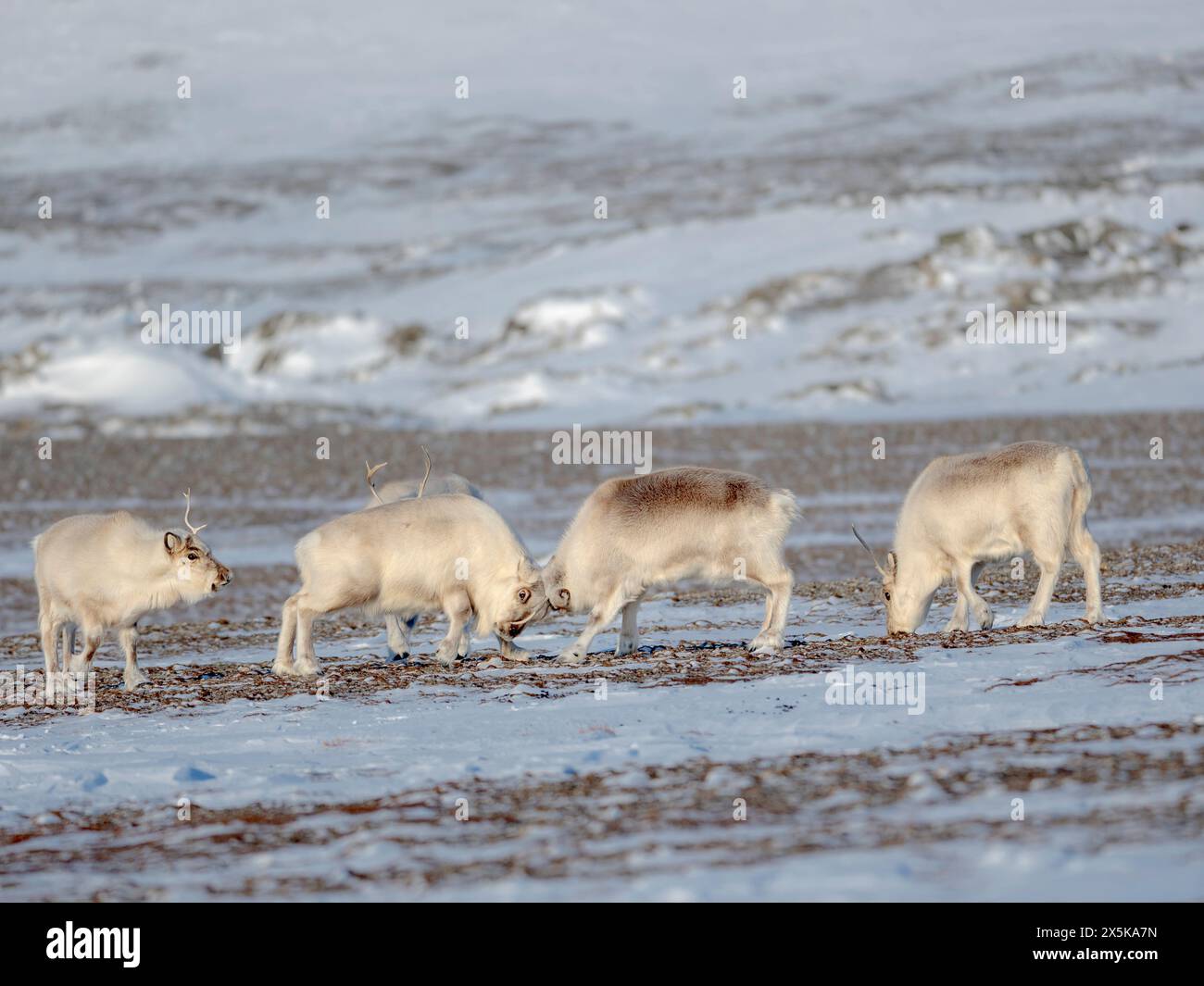 Two cows fighting. Svalbard Reindeer in Van Mijenfjorden National Park ...