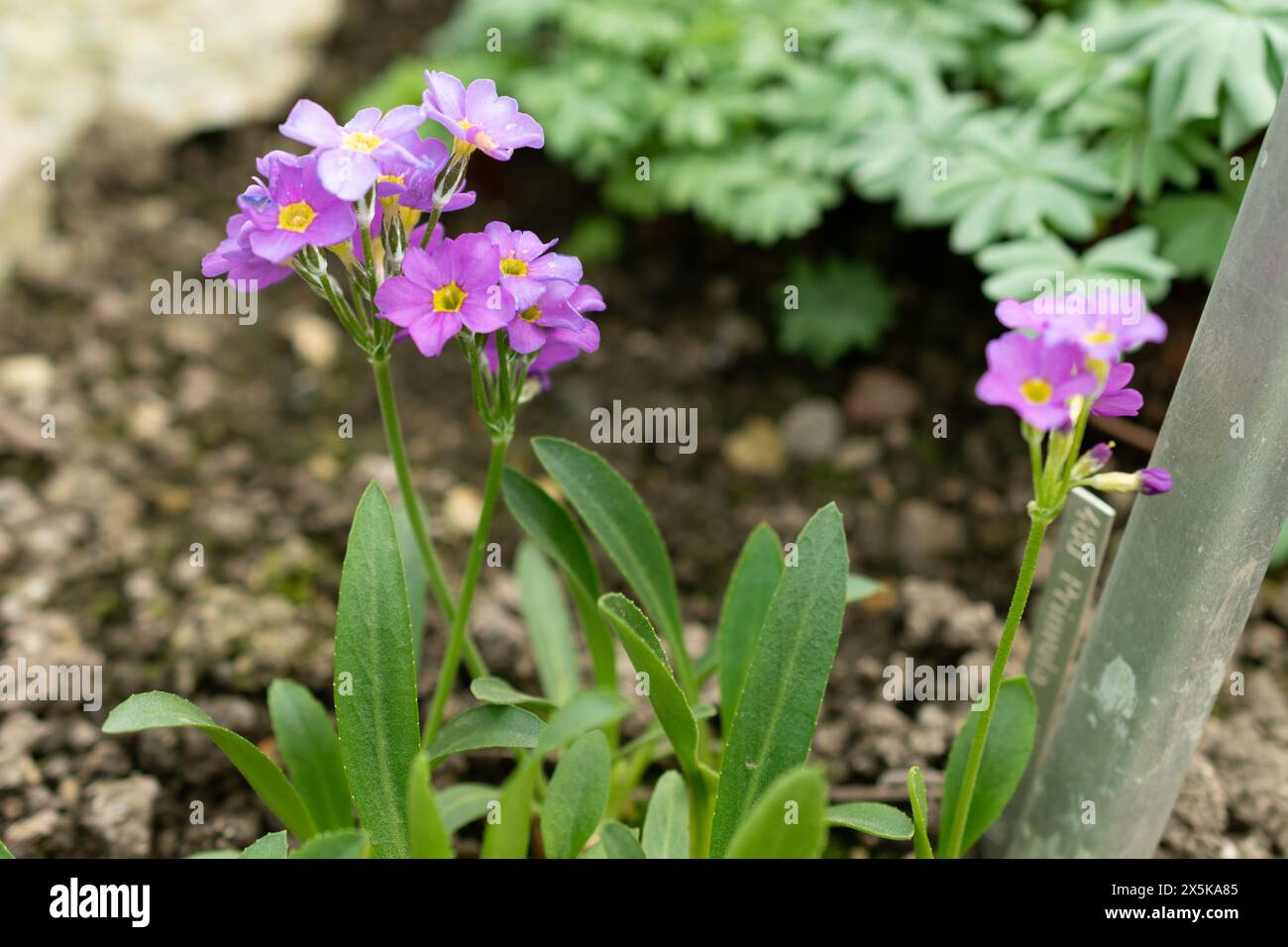 Ellisiae hi-res stock photography and images - Alamy