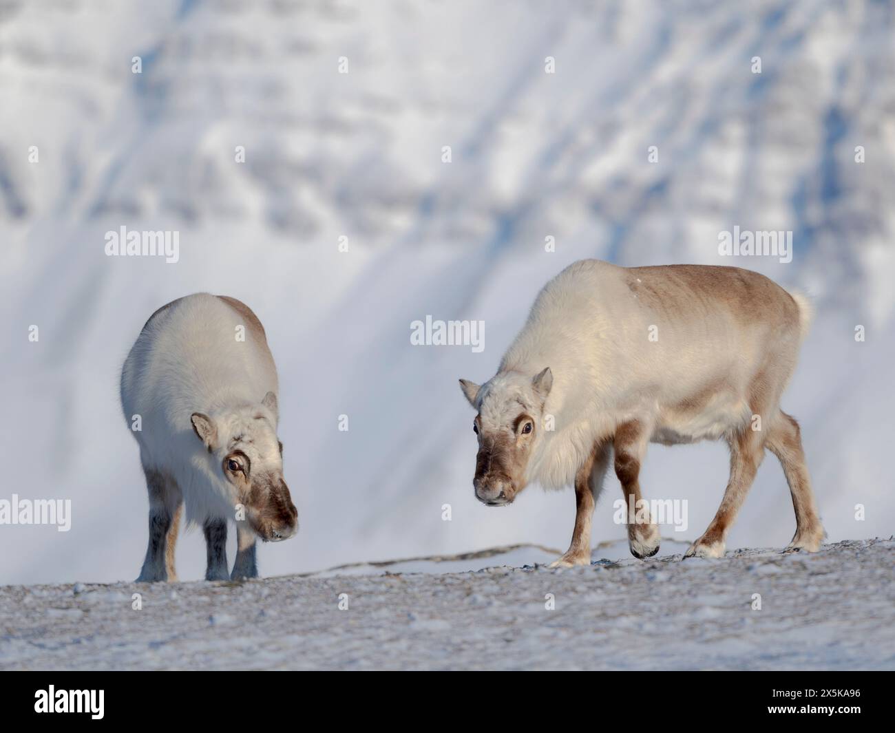 Svalbard Reindeer (male, Rangifer tarandus Platyrhynchos) in Van ...