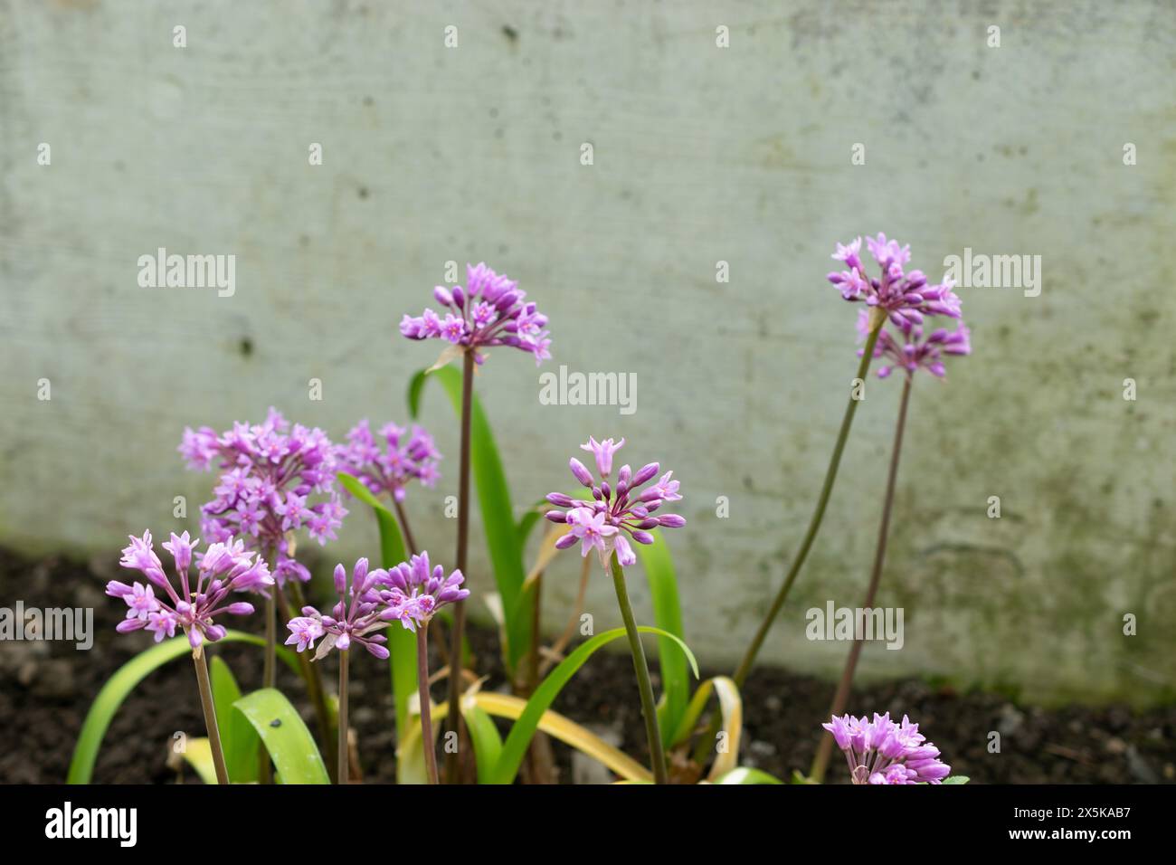 Pink agapanthus hi-res stock photography and images - Alamy