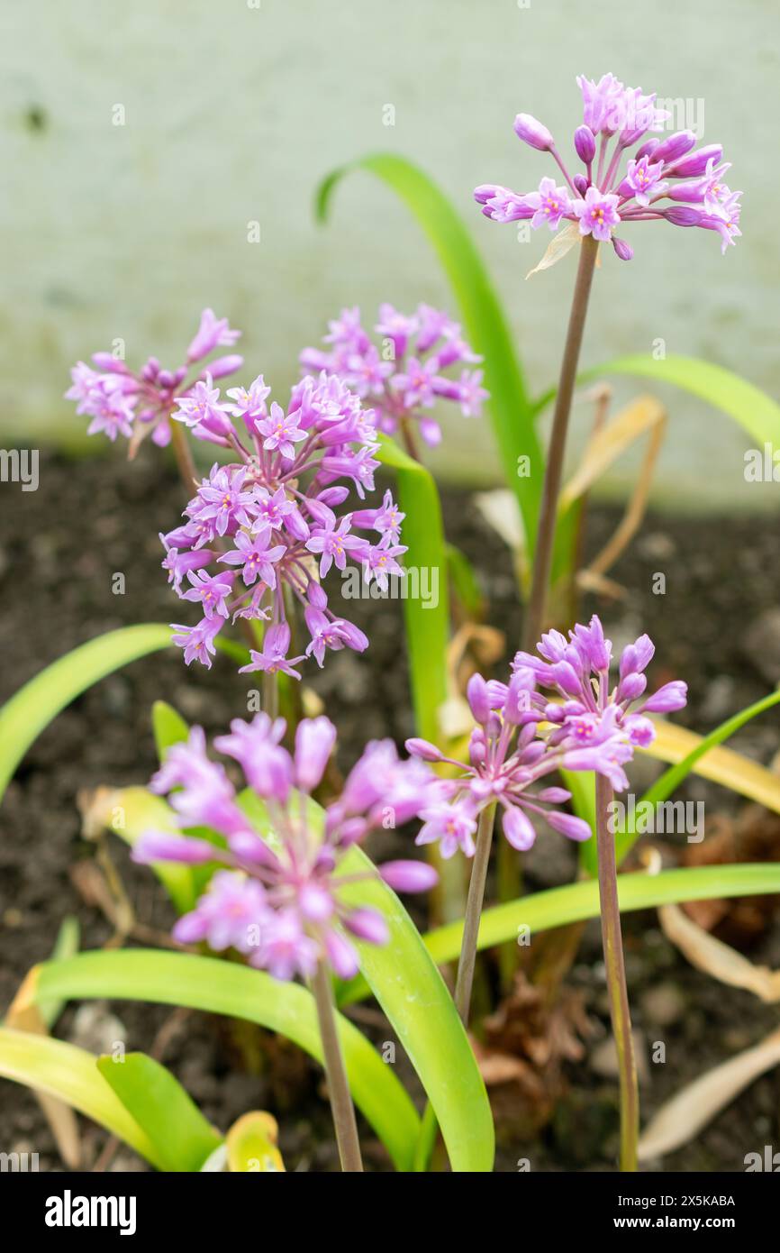 Pink agapanthus hi-res stock photography and images - Alamy