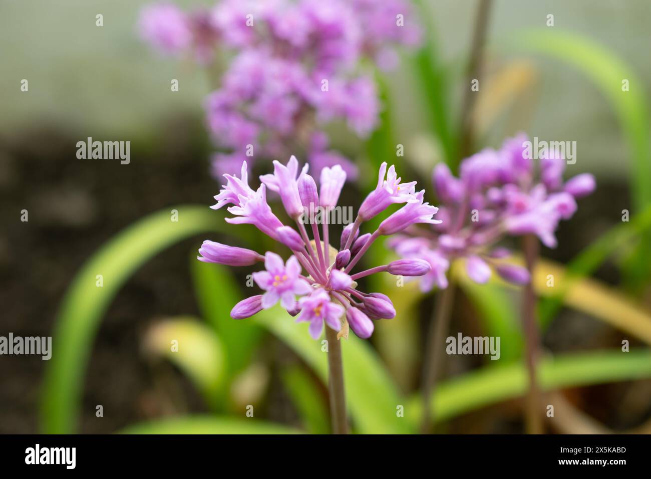 Pink agapanthus hi-res stock photography and images - Alamy