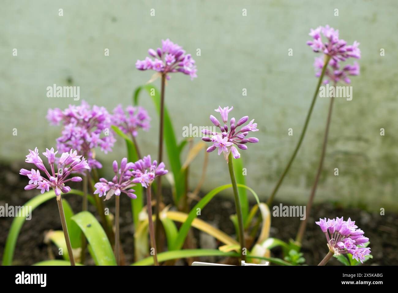 Pink agapanthus hi-res stock photography and images - Alamy