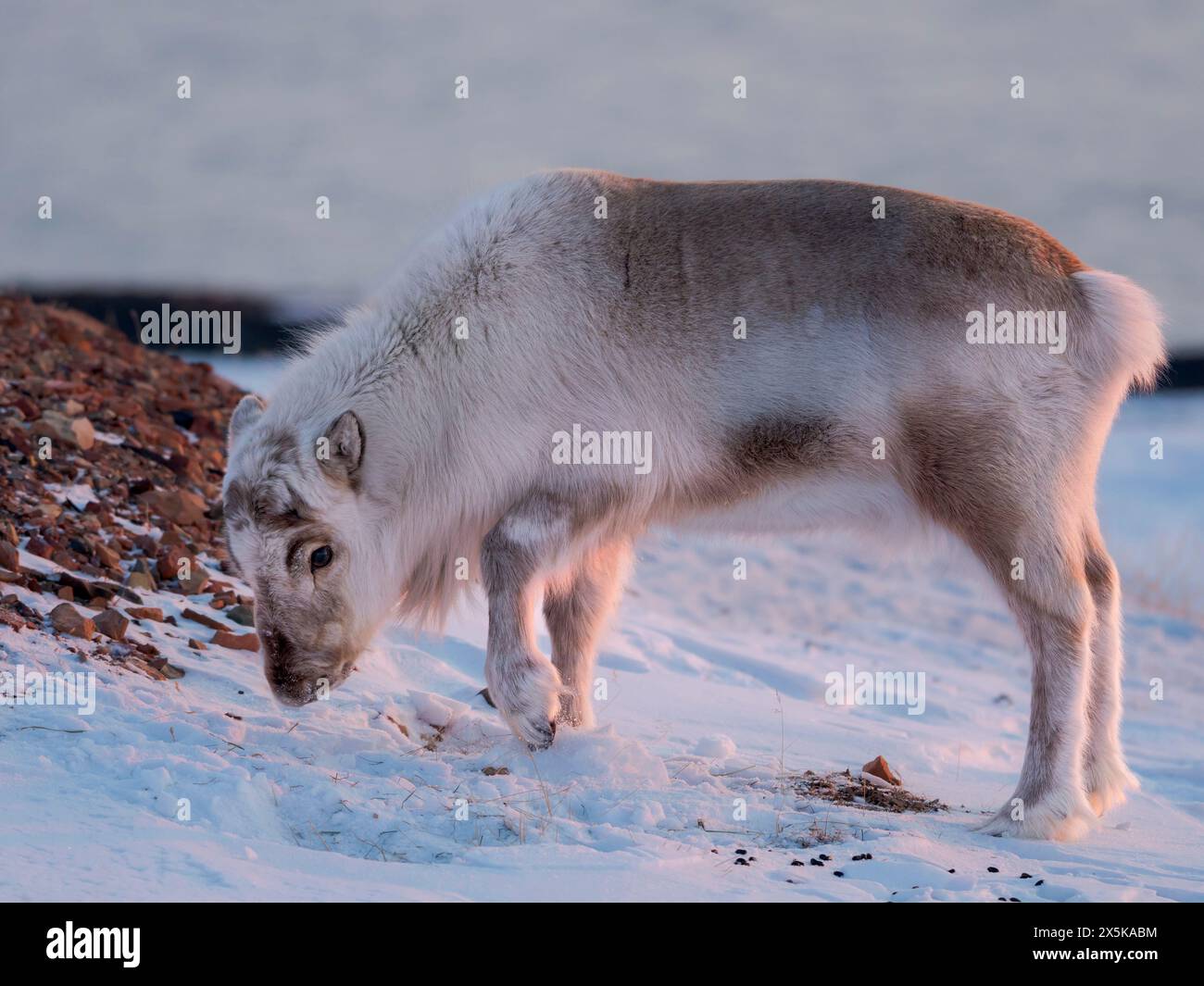 Male Svalbard Reindeer in Gronfjorden, an endemic subspecies of ...