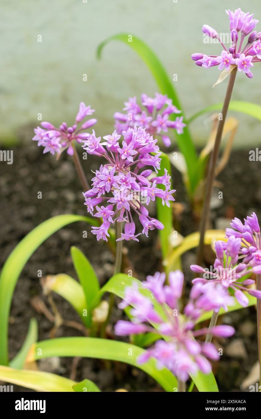 Pink agapanthus hi-res stock photography and images - Alamy