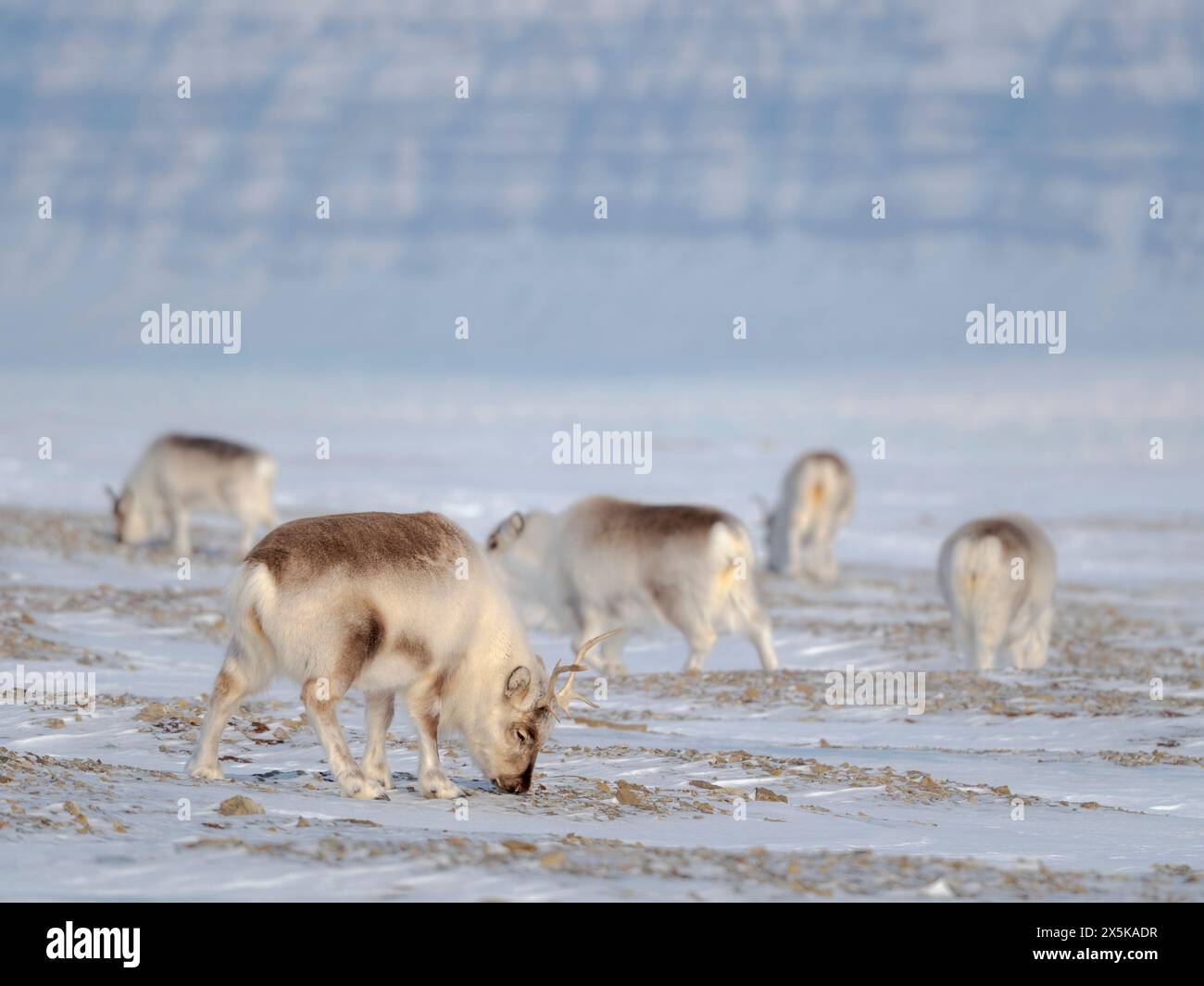 Svalbard Reindeer in Sassen-Bunsow-Land National Park, an endemic ...