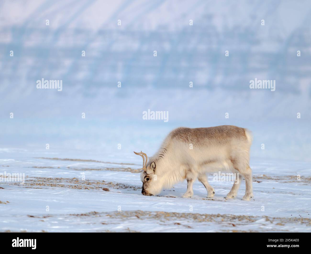 Svalbard Reindeer in Sassen-Bunsow-Land National Park, an endemic ...