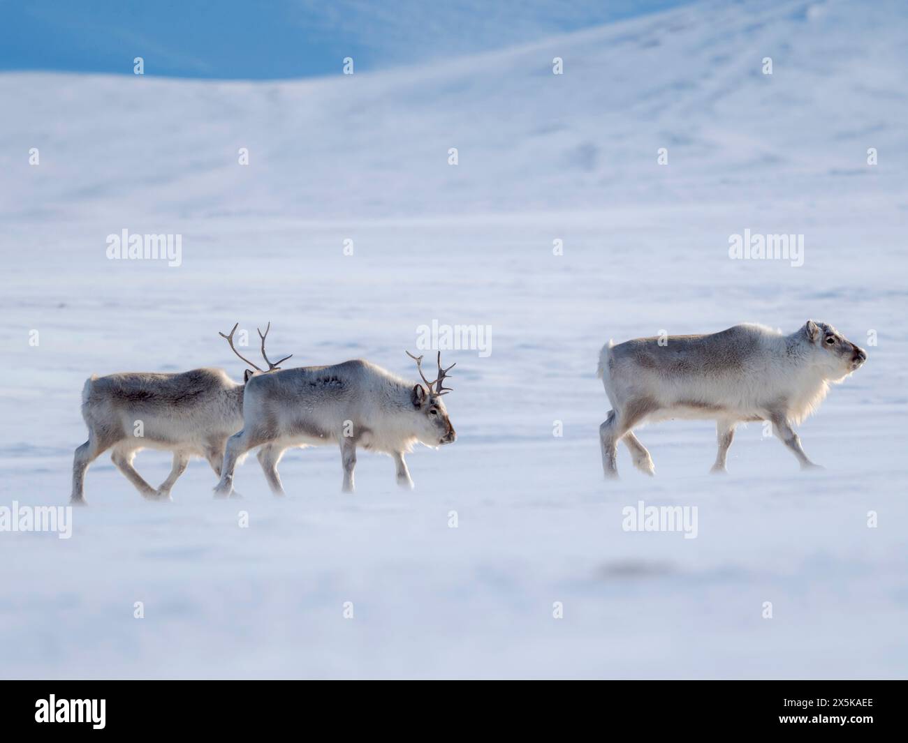 Svalbard Reindeer in Van Mijenfjorden National Park, an endemic ...