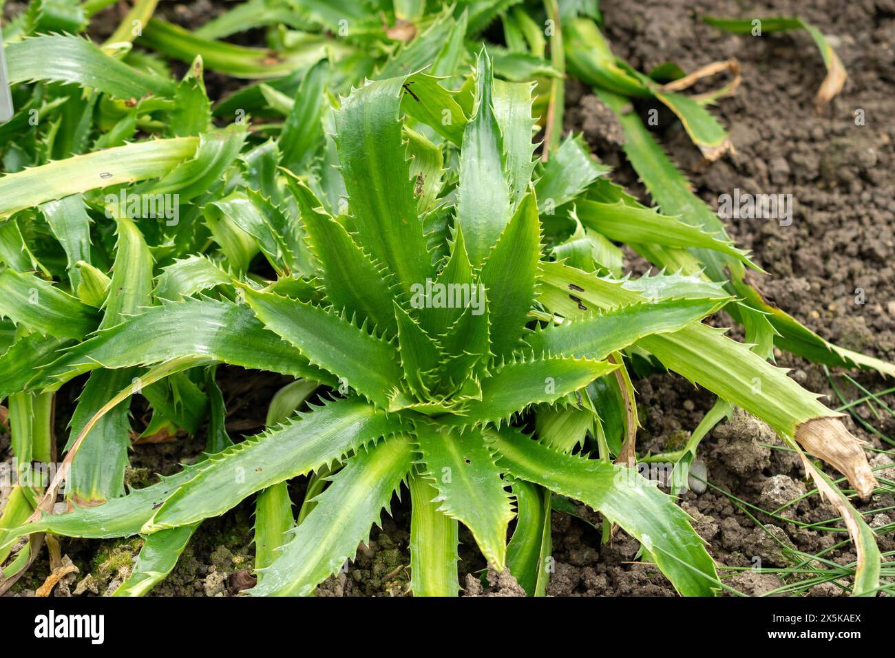 Saint Gallen, Switzerland, March 24, 2024 Eryngium Agavifolium plant at ...