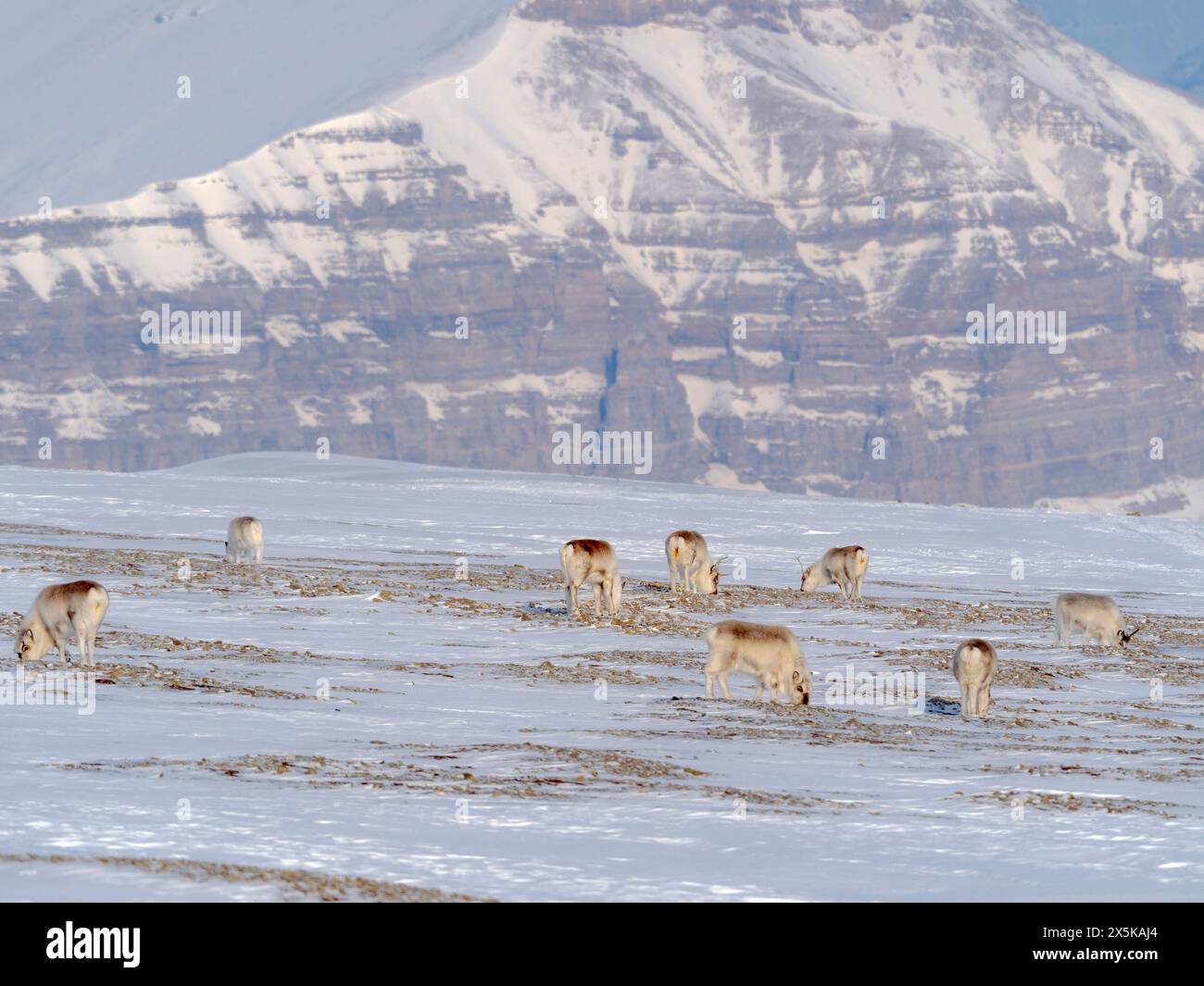Svalbard Reindeer in Sassen-Bunsow-Land National Park, an endemic ...