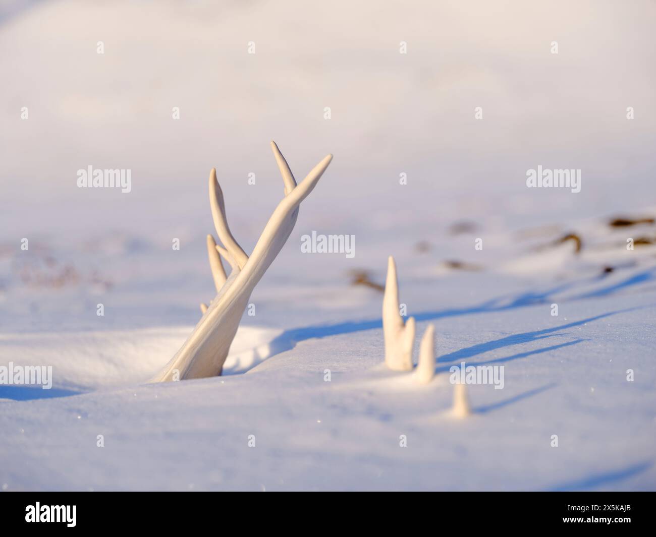 Antlers in snow. Svalbard Reindeer in Colesdalen, an endemic subspecies ...