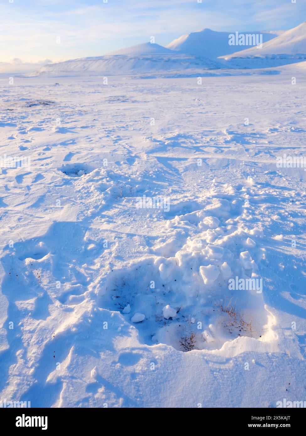 Tracks in snow, vegetation scratched up by hooves. Svalbard Reindeer in ...