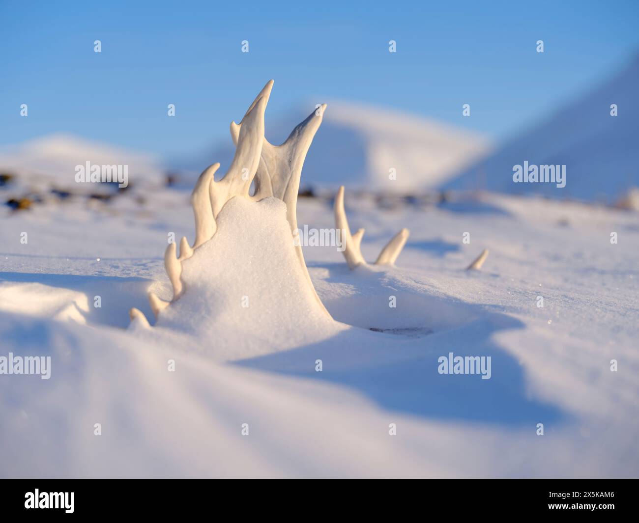 Antlers in snow. Svalbard Reindeer in Colesdalen, an endemic subspecies ...
