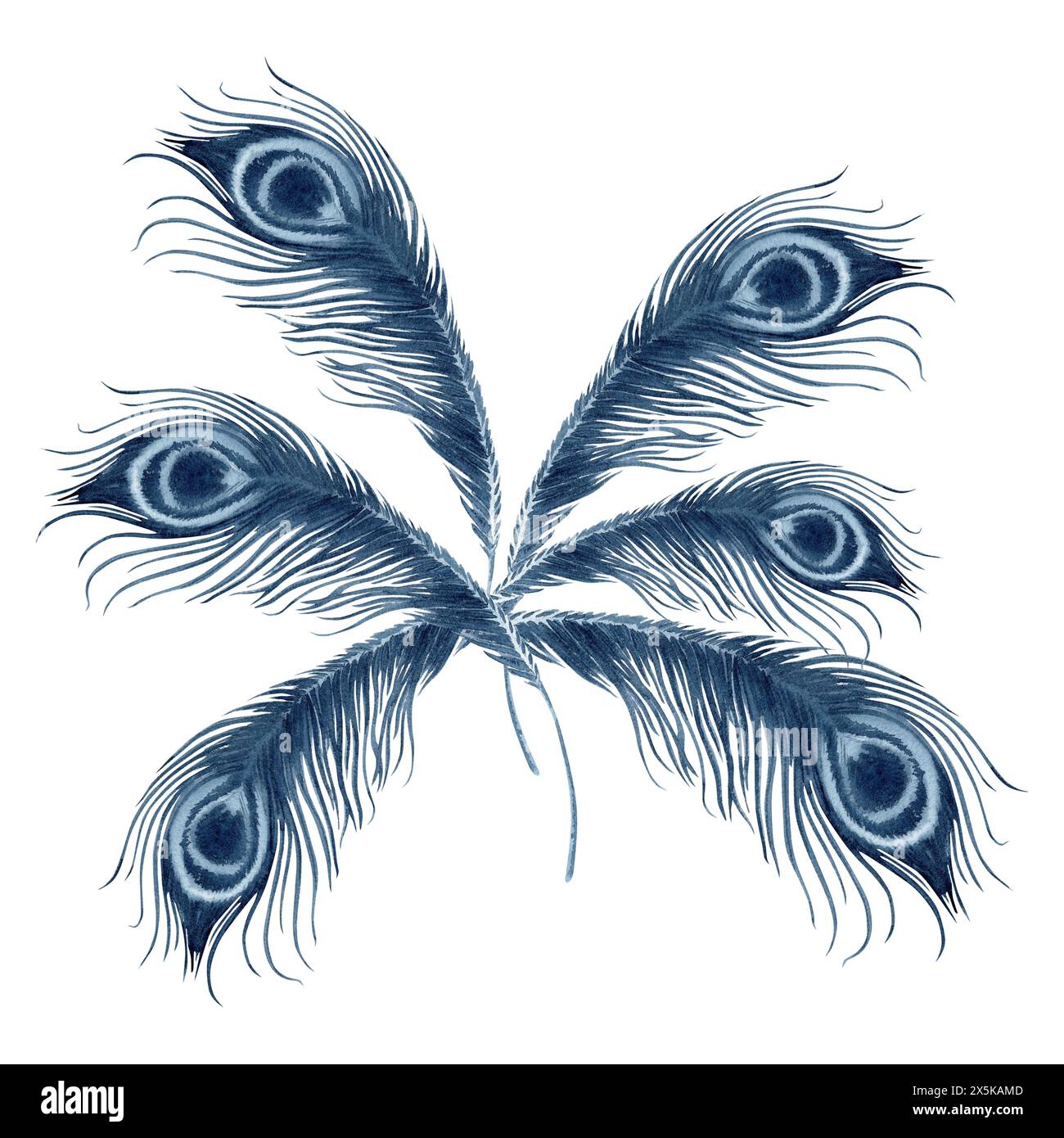 Peacock feathers arranged as a tail of a bird. Blue indigo monochrome ...