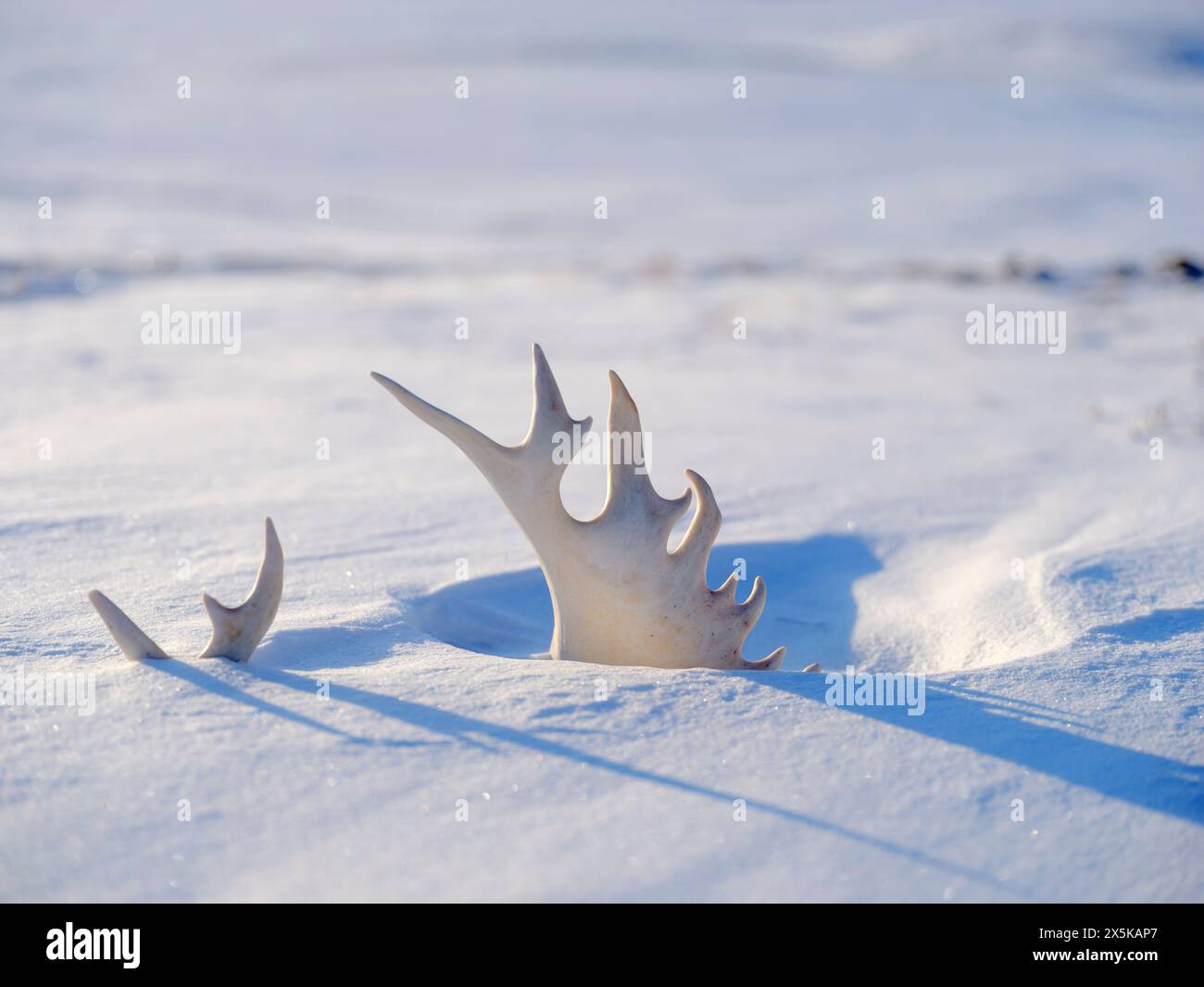 Antlers in snow. Svalbard Reindeer in Colesdalen, an endemic subspecies ...
