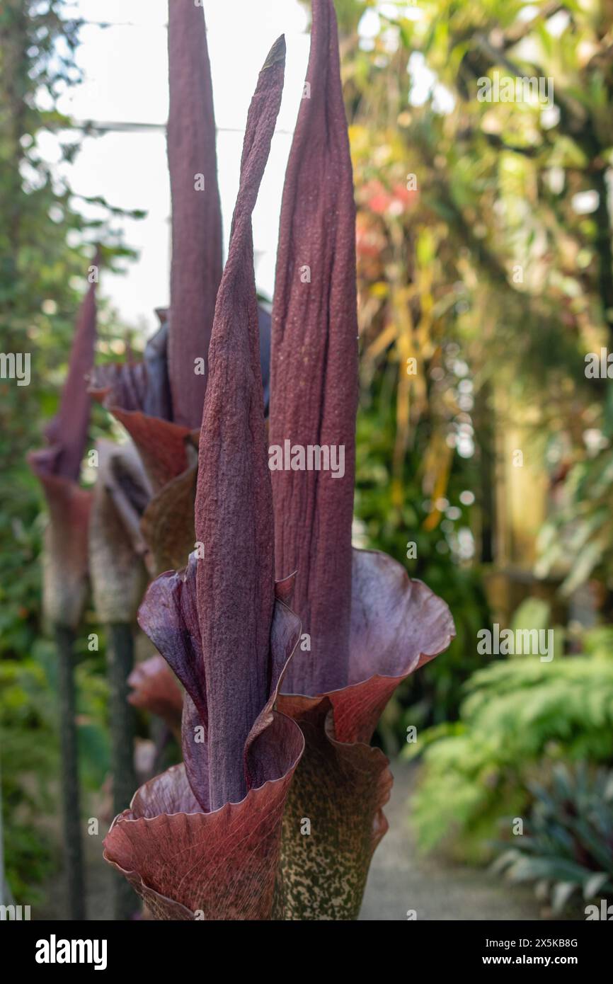 Devil lily hi-res stock photography and images - Alamy