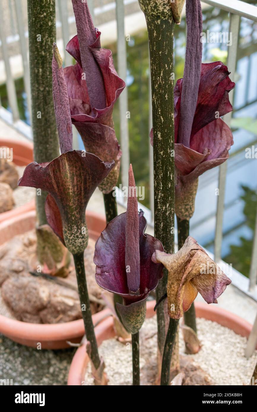 Saint Gallen, Switzerland, March 24, 2024 Amorphophallus Rivieri or ...