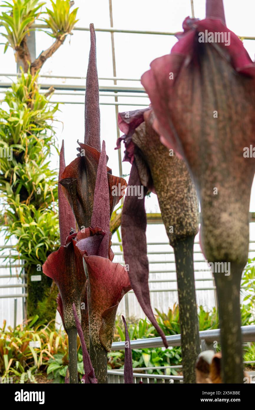 Saint Gallen, Switzerland, March 24, 2024 Amorphophallus Rivieri or ...