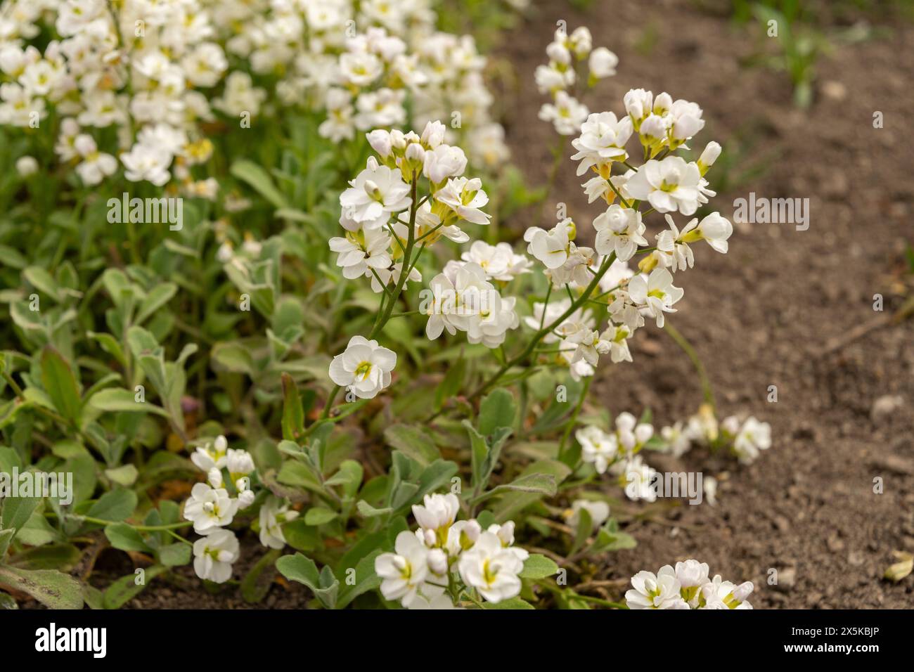 Arabis genus hi-res stock photography and images - Alamy