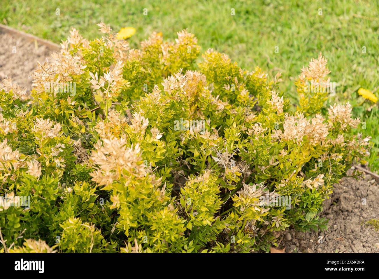 Broom plant hi-res stock photography and images - Alamy