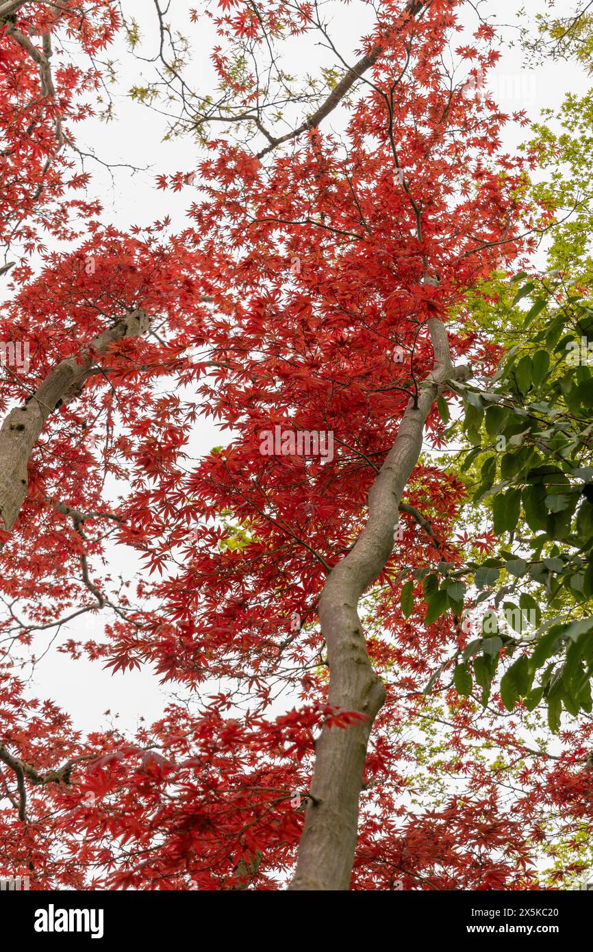 Saint Gallen, Switzerland, April 7, 2024 Acer Palmatum or japanese ...