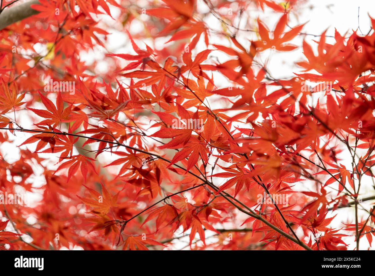 Saint Gallen, Switzerland, April 7, 2024 Acer Palmatum or japanese ...