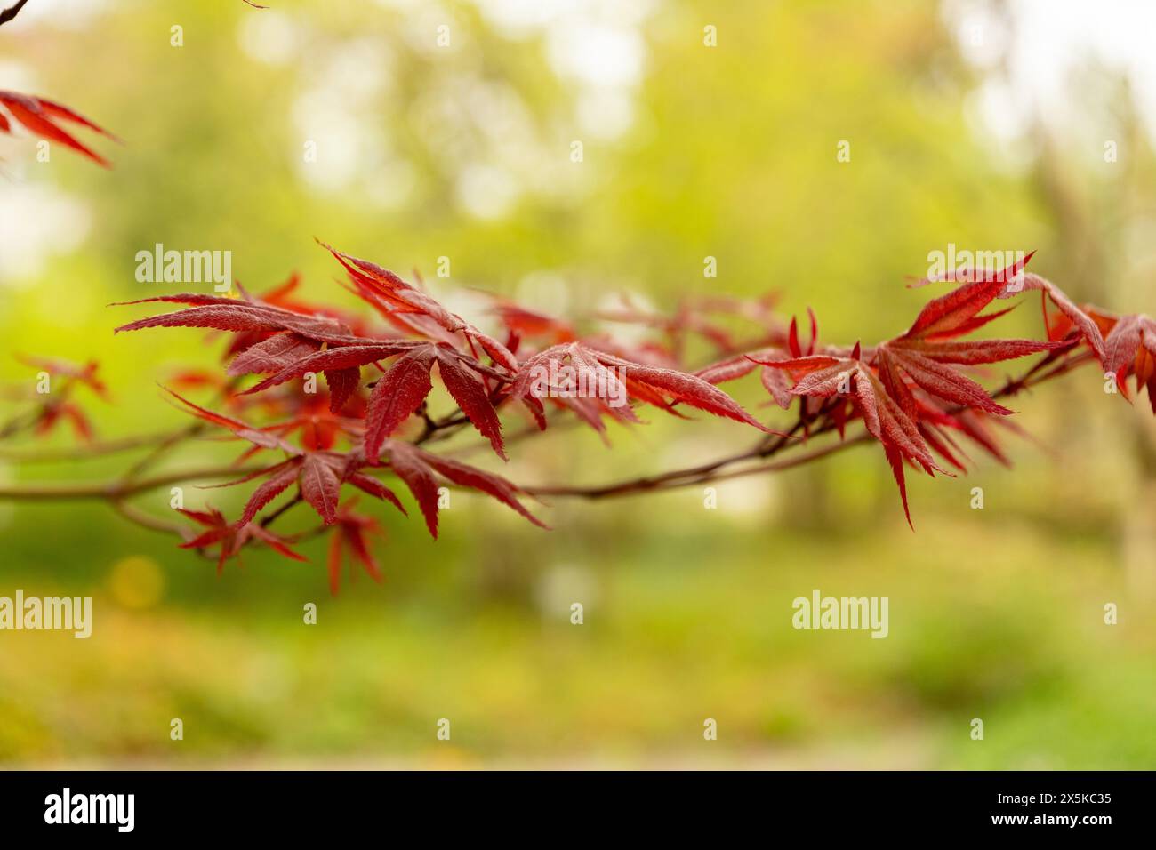 Saint Gallen, Switzerland, April 7, 2024 Acer Palmatum or japanese ...