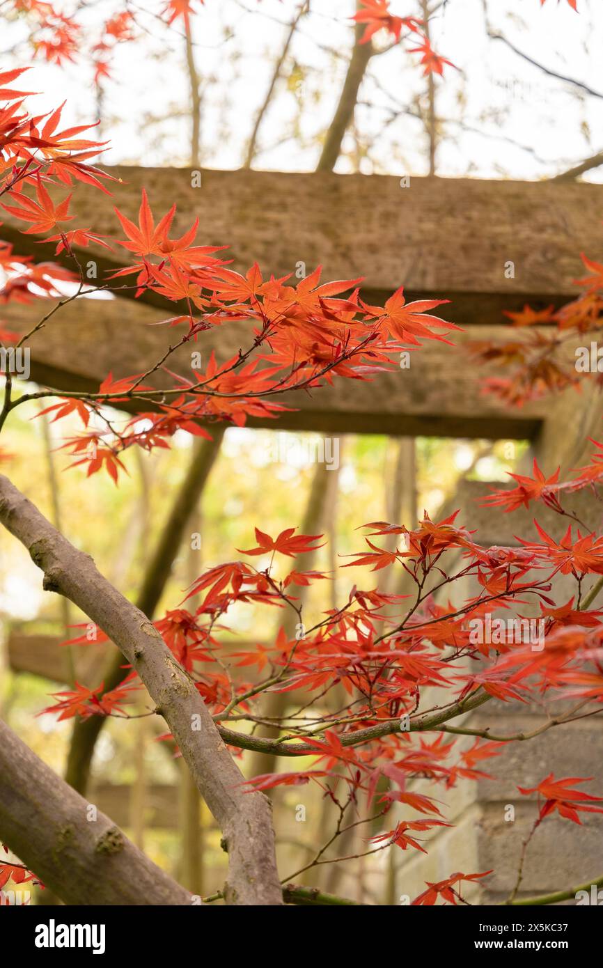 Saint Gallen, Switzerland, April 7, 2024 Acer Palmatum or japanese ...