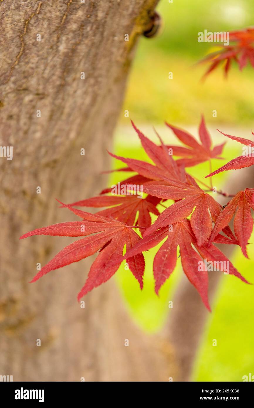 Saint Gallen, Switzerland, April 7, 2024 Acer Palmatum or japanese ...