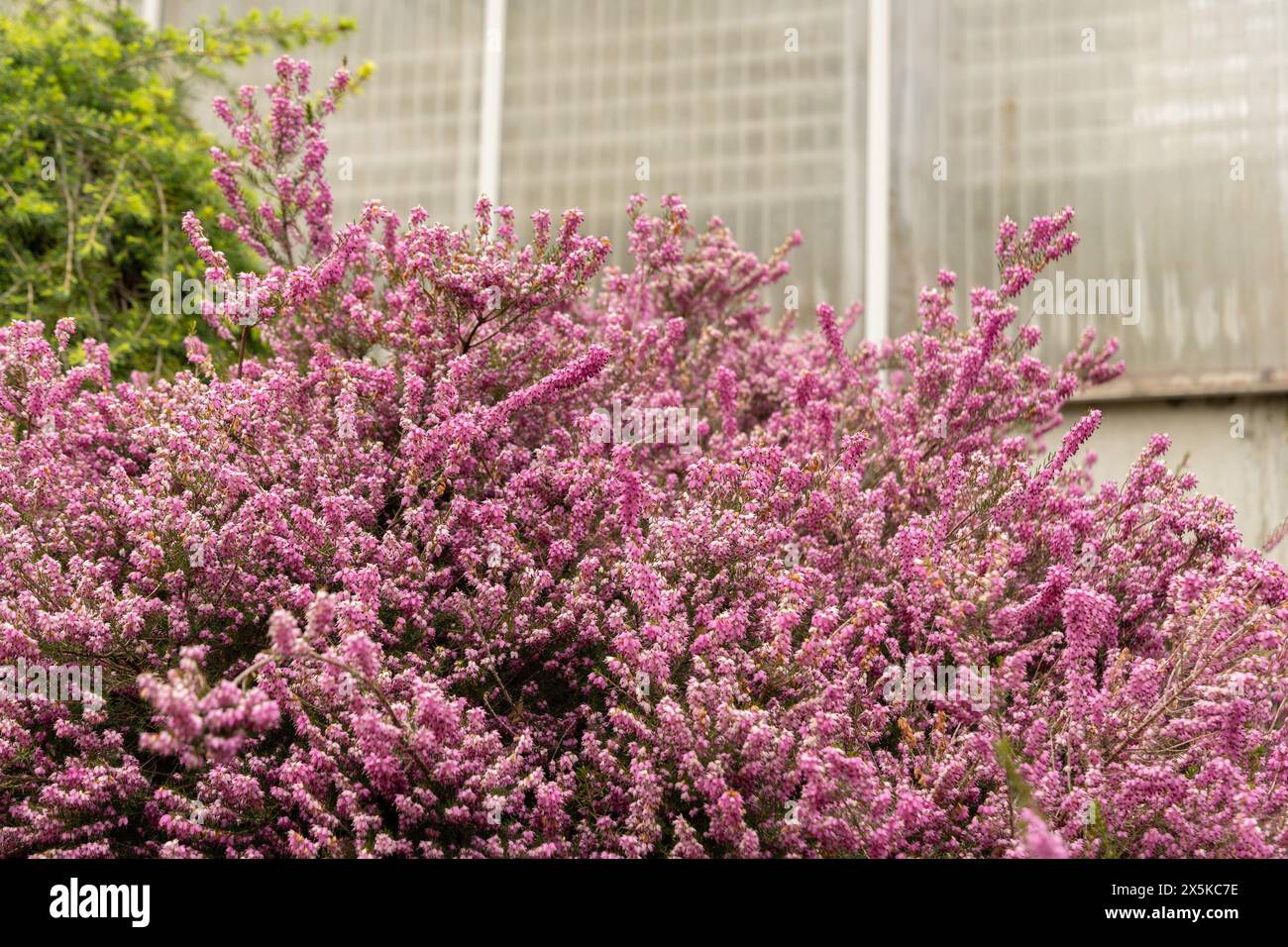 Saint Gallen, Switzerland, April 7, 2024 Erica X Darleyensis or darley ...